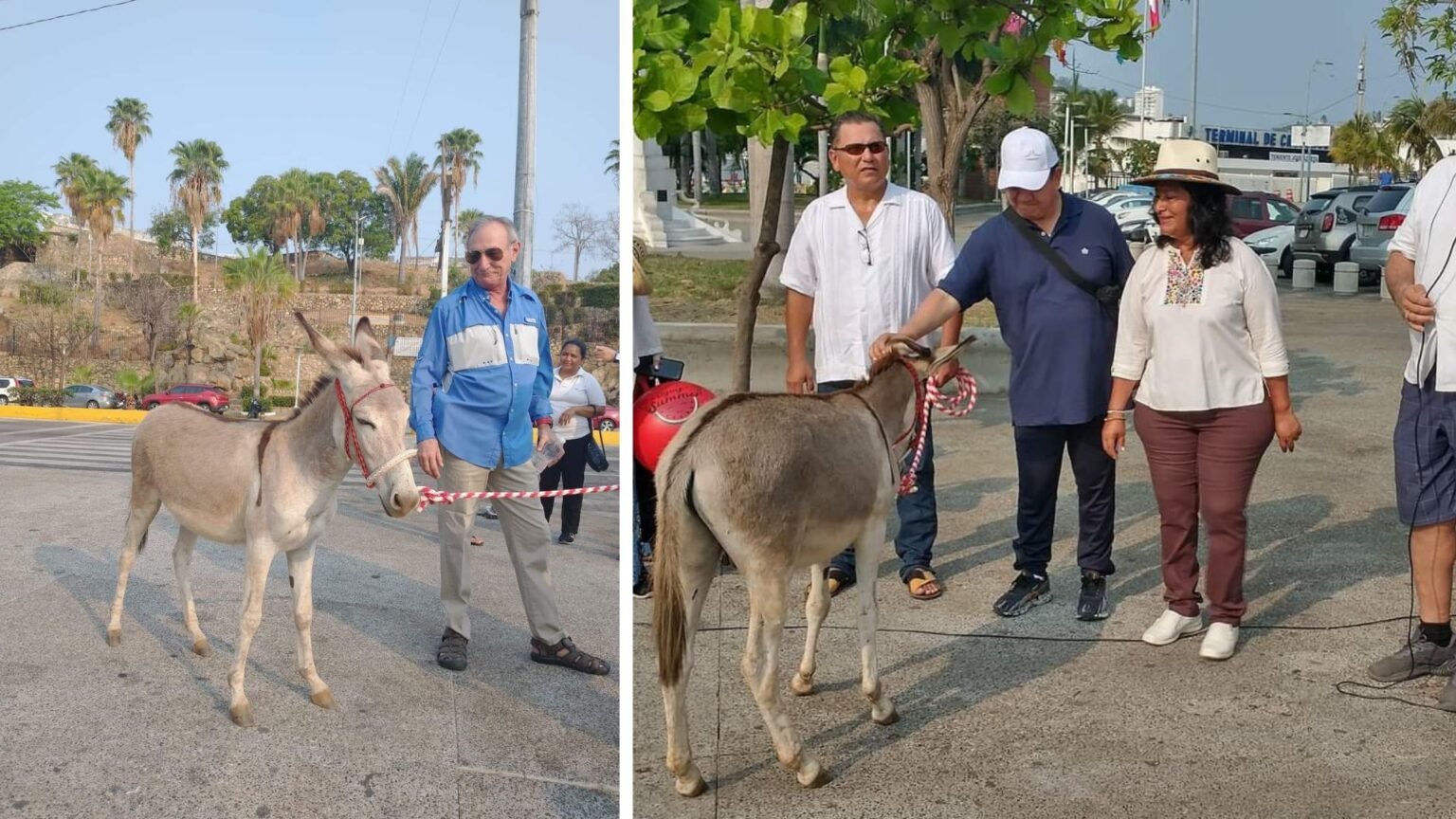 Dan bienvenida a "Manolín", el nuevo burro de la isla de La Roqueta ...